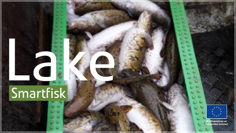 Lake – en bortglömd delikatess - Landsbygdsnätverket