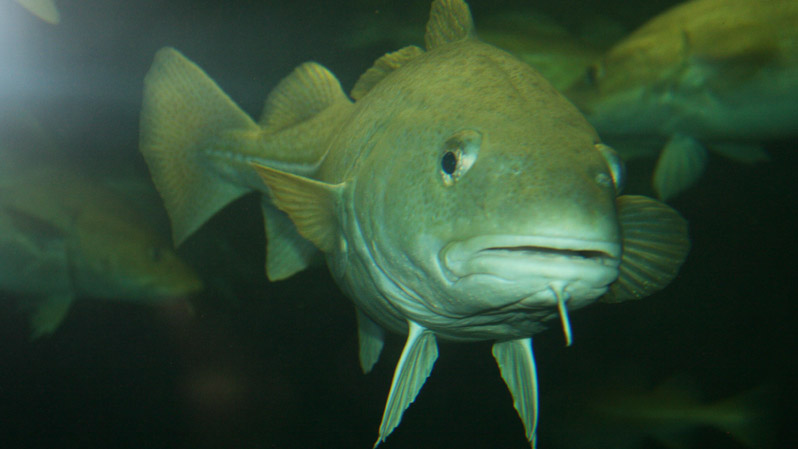 Torsken i Östersjön - Landsbygdsnätverket