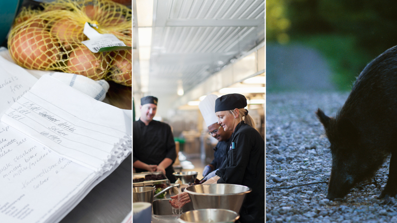 Säkert vildsvinskött i offentliga kök | MATtanken