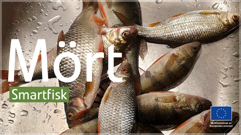 Mört – ingen skräpfisk? - Landsbygdsnätverket