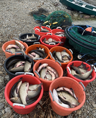 Id – framtidens premiumfisk? - Landsbygdsnätverket