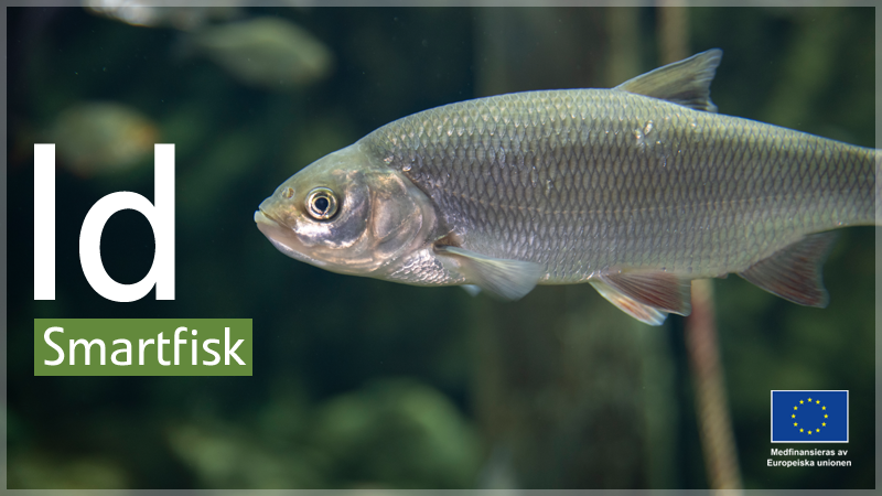 Id – framtidens premiumfisk? - Landsbygdsnätverket