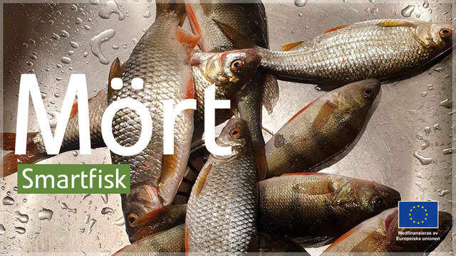 Mört – ingen skräpfisk? - Landsbygdsnätverket